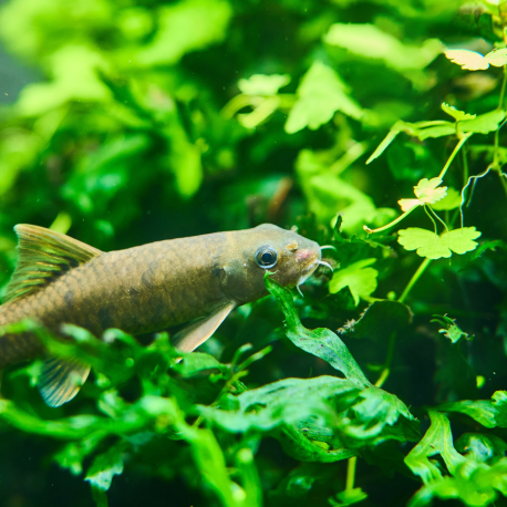 Gara rudohnědá - Garra rufa